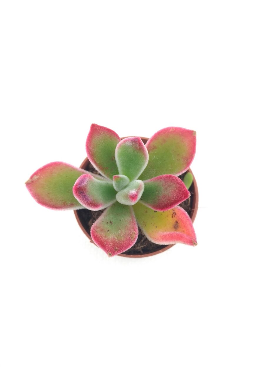 Echeveria Pulvinata Ruby Blush - Kaktüskent