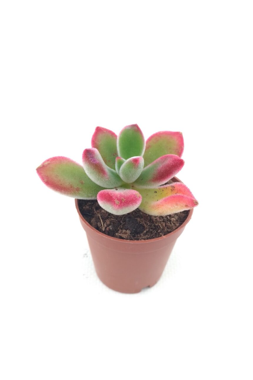 Echeveria Pulvinata Ruby Blush - Kaktüskent