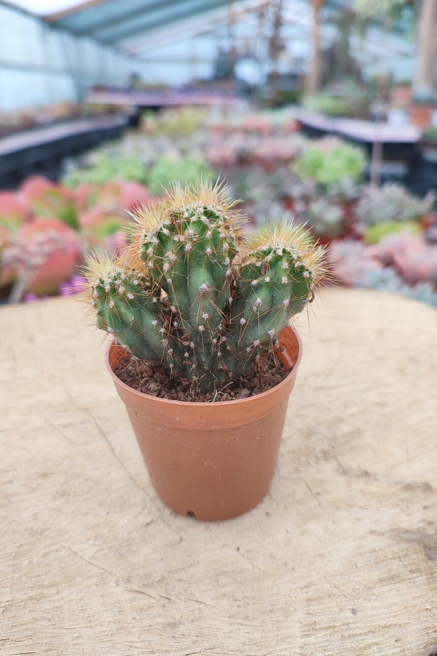 Cereus Peruvianus Monstrosus - Kaktüskent